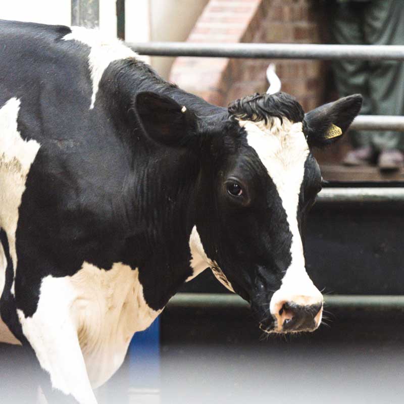 Leek Livestock Market | Staffordshire | Leek Auctions