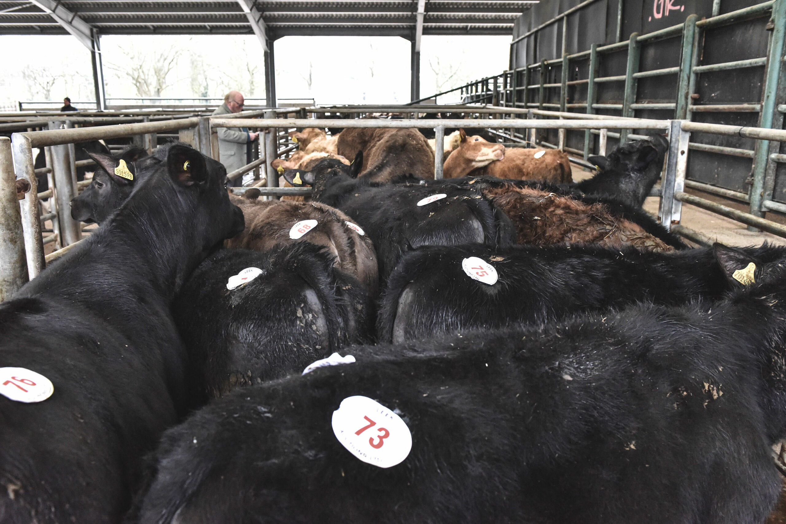 Store & Breeding Cattle Sale - Leek Auctions