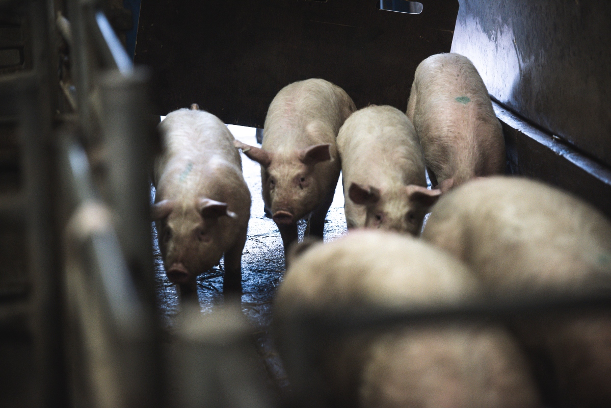 Store and Breeding Pigs Sale Report 11th September - Leek Auctions