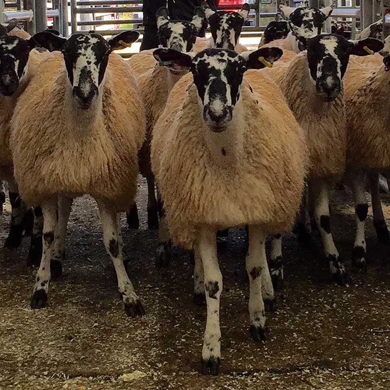 Special Breeding Sheep Sales - Leek Auctions
