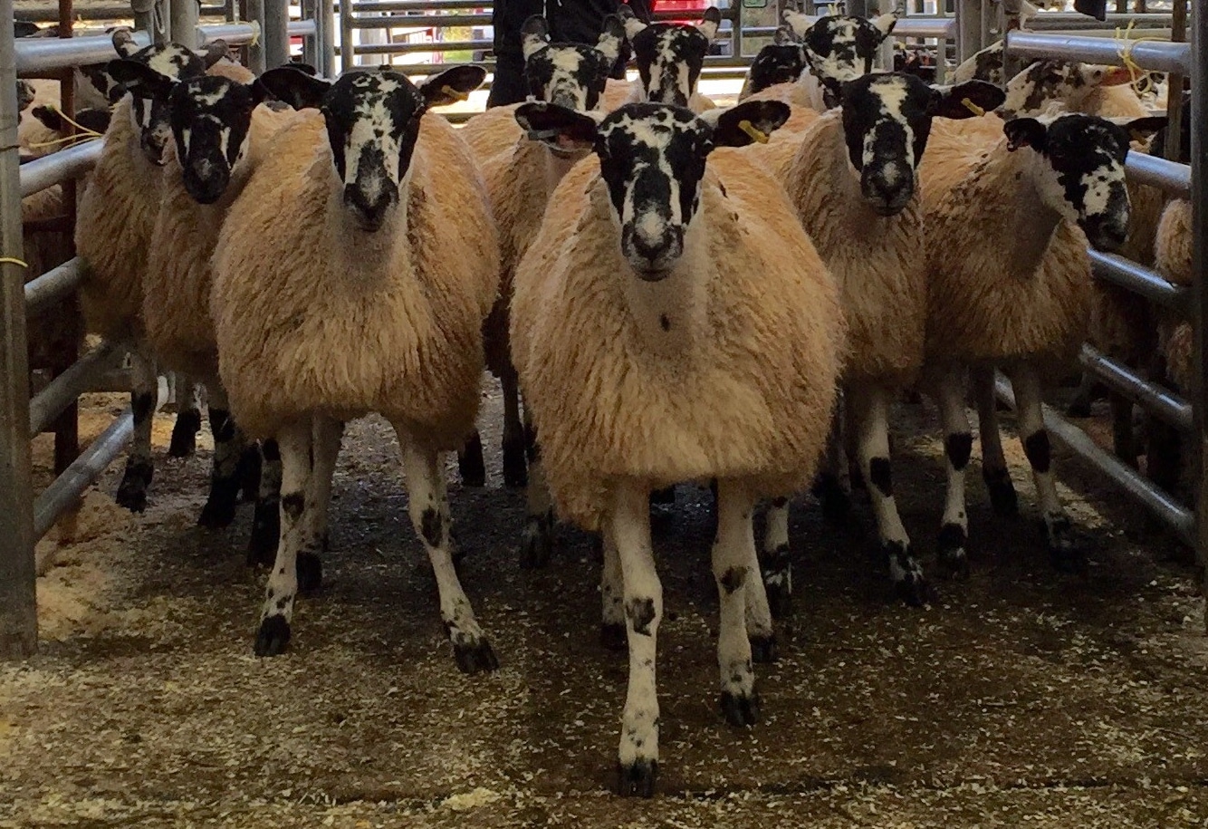 Store & Breeding Sheep Sale - Leek Auctions