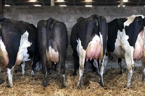67 Holstein Friesians - Leek Auctions