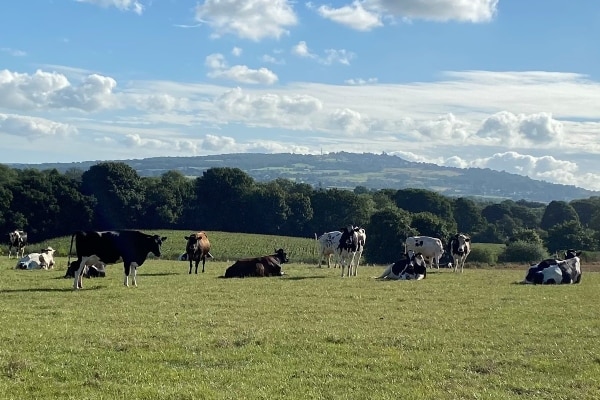 Dispersal of 43 Holsteins - Leek Auctions
