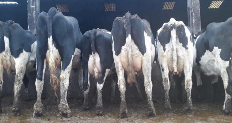 Sale of 27 Holstein Friesians - Leek Auctions