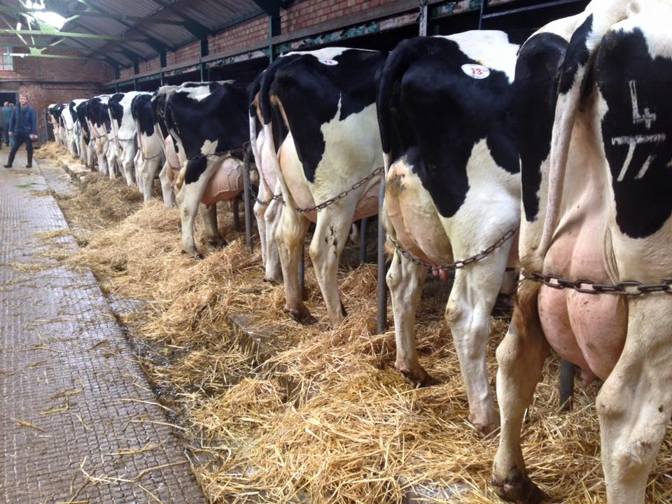 Monthly Pedigree Dairy Sale - Leek Auctions