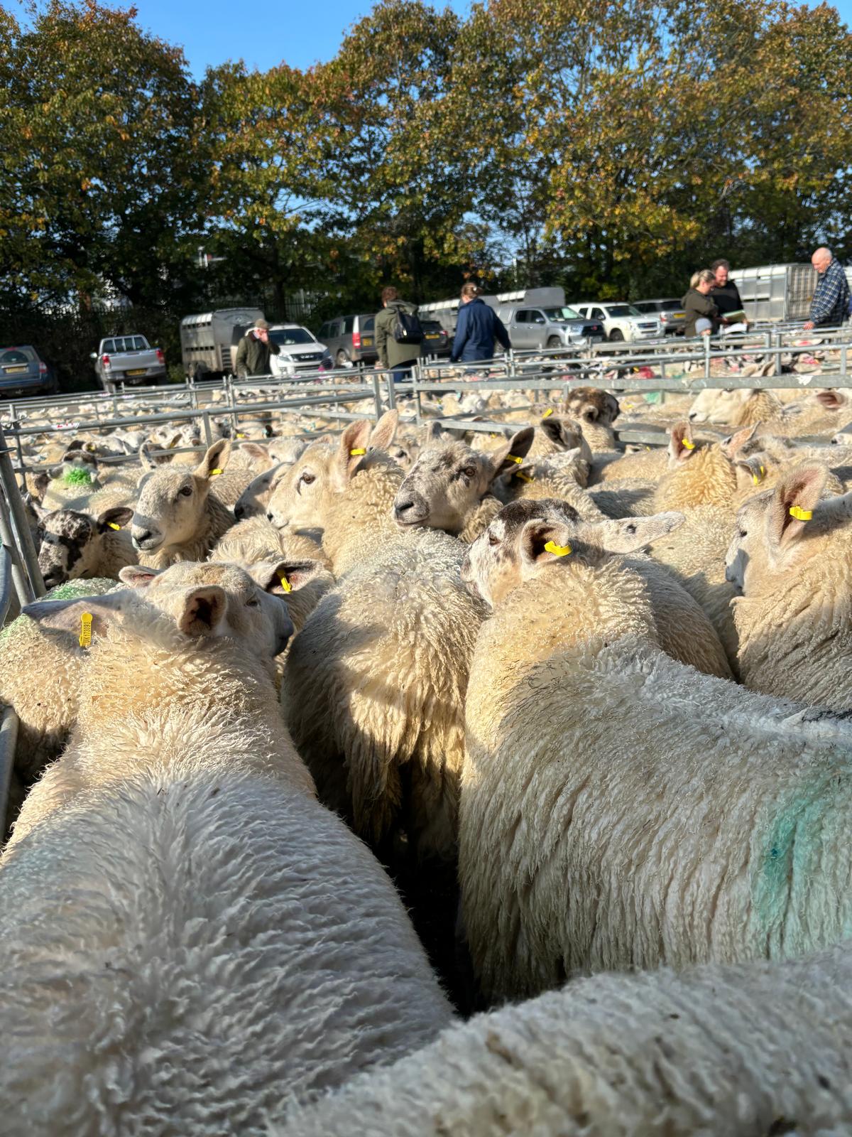 Store & Breeding Sheep Sale Report 19th October - Leek Auctions