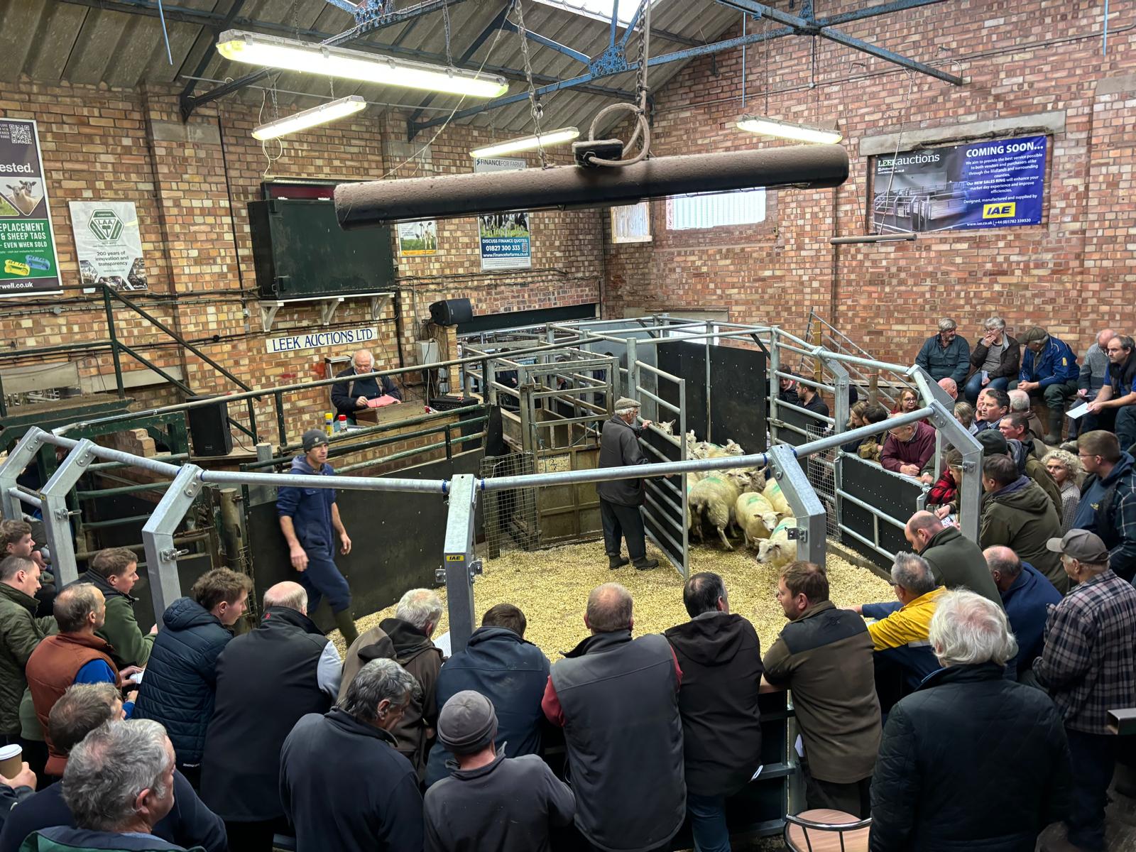 Leek Sheep Sales | Staffordshire & Beyond | Leek Auctions